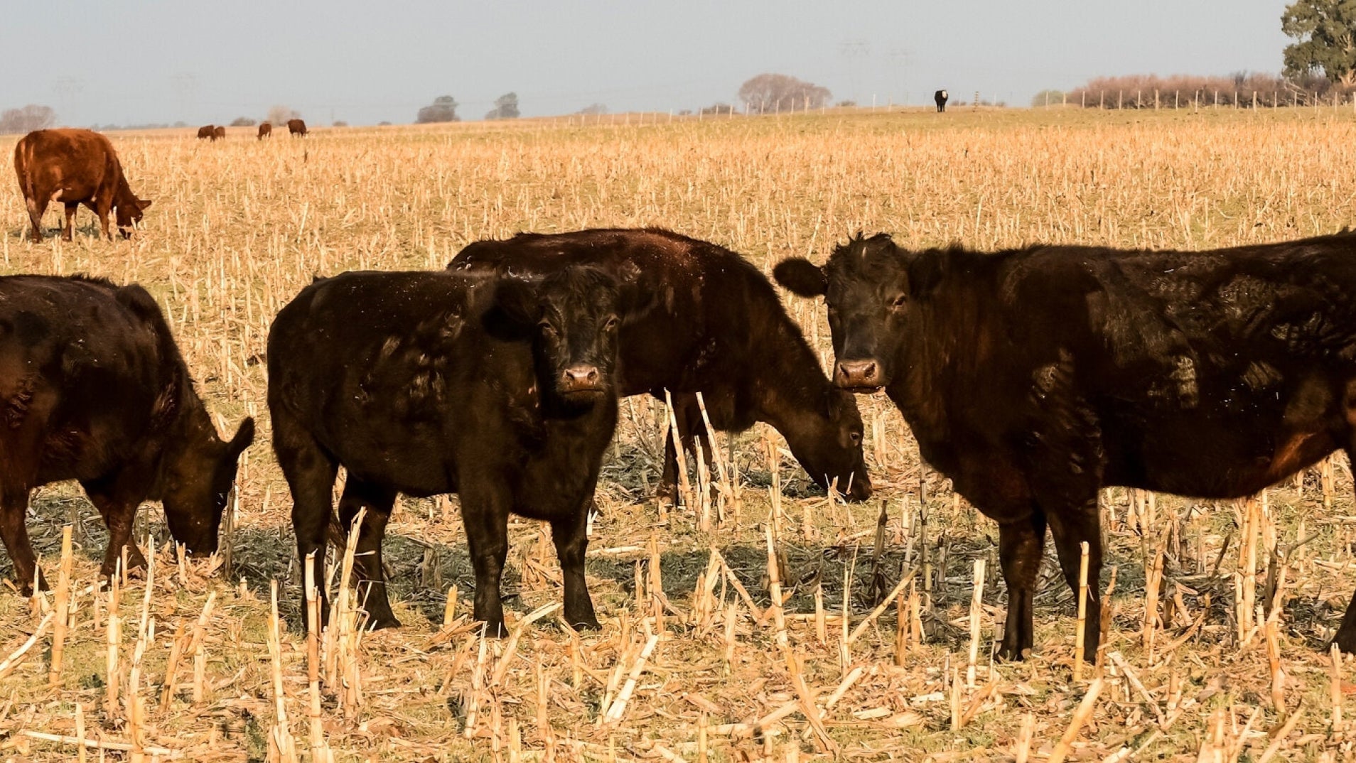 Grazing Corn Stalks with Livestock using Rotational Grazing — Powerflex